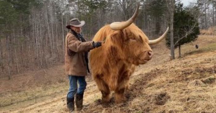 Just A Man Brushing His Behemoth Of A Cow | Klipland.com