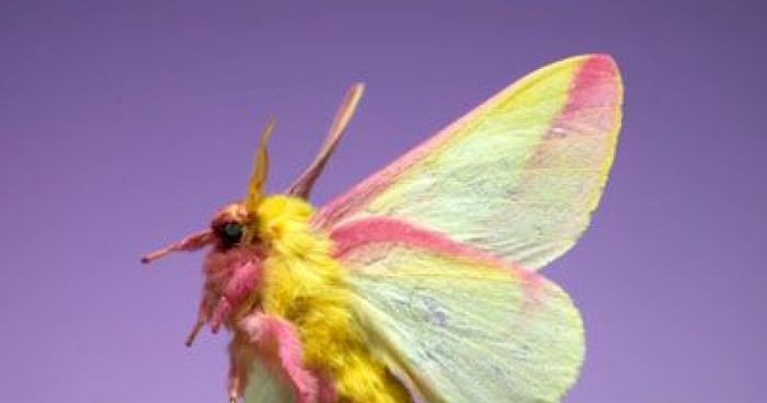 7 Spectacular Moths In Slow Motion | Klipland.com