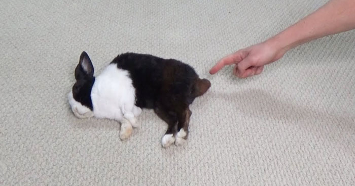Sleeping Rabbit Poops When You Boop Its Tail | Klipland.com