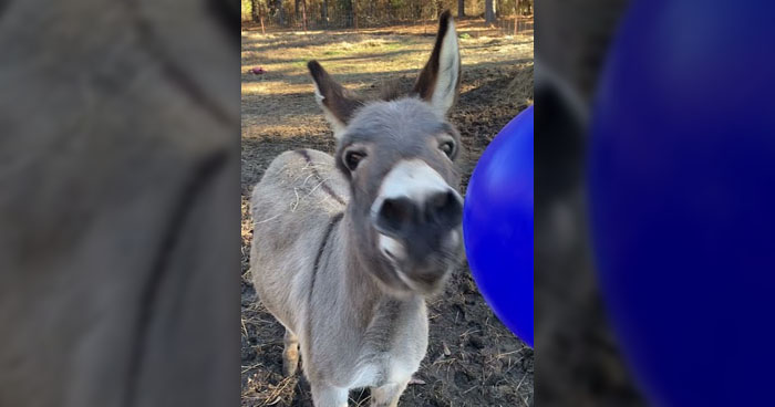 Donkey Gets A New Ball For Christmas | Klipland.com