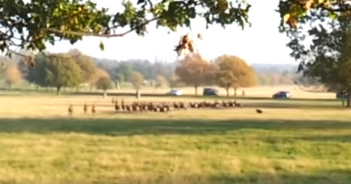 Jesus Christ, Fenton: Dog Chases A Group Of Deer | Klipland.com