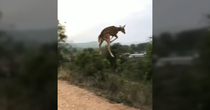 'Flying' Deer Leaves Internet Stunned With An Incredible Jump ...
