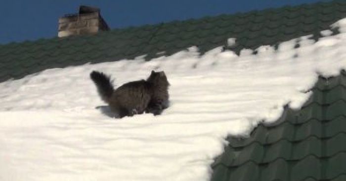 Cat Slips In Snow On The Roof | Klipland.com