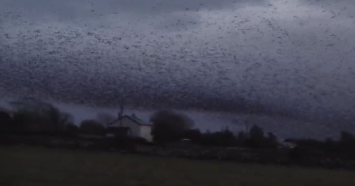 Murmuration Of Starlings Takes Place On Ireland's West Coast | Klipland.com
