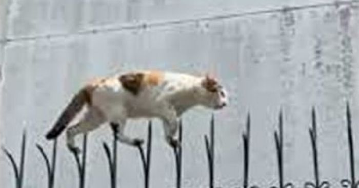 Agile Cat Tip Toes Along Decorative Fence | Klipland.com