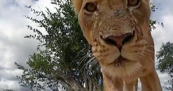 Curious Lion Inspects Hidden Camera | Klipland.com
