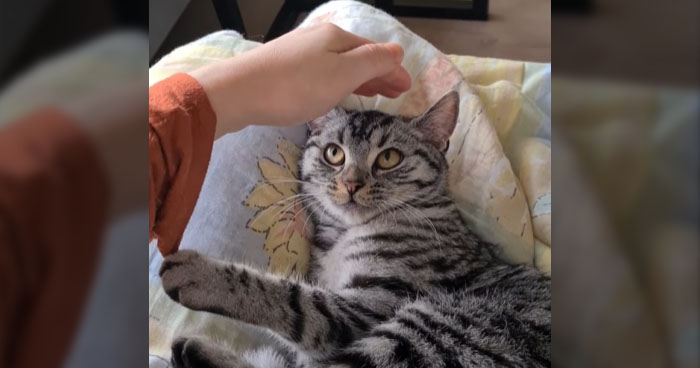 Cat Softly Hugs Owner's Hand As They Pat Her | Klipland.com