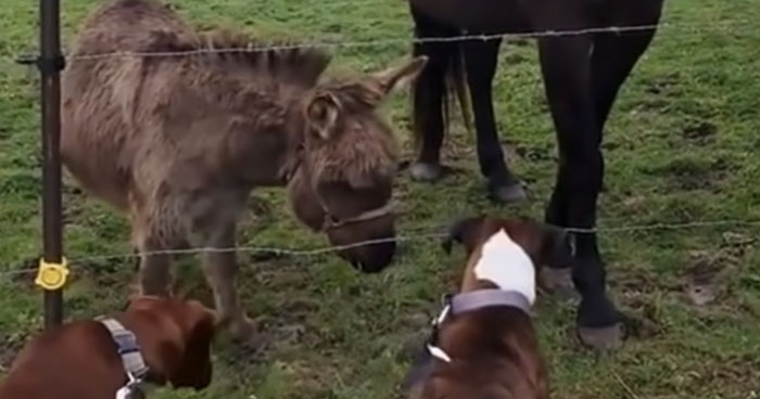 Donkey Laughs At Dog Getting Shocked By Electric Fence | Klipland.com