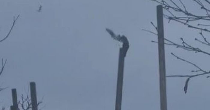 Monkey Publicly Executes Seagull In Front Of Crowd | Klipland.com