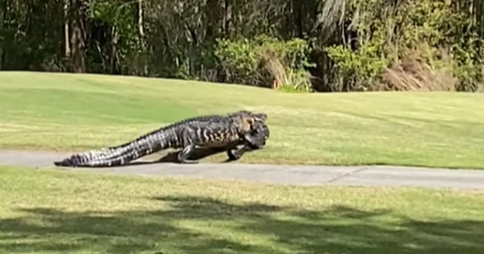 Florida Alligator Casually Eats A Smaller Gator | Klipland.com