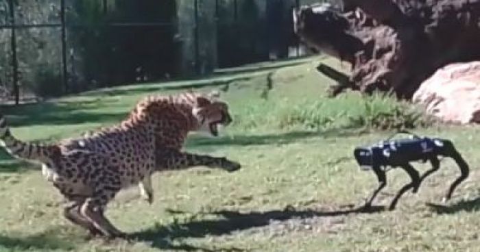 Cheetah Takes On Sparky The Robot Dog | Klipland.com