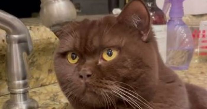 Stoic Cat Just Wants to Watch Water Droplet Fall | Klipland.com