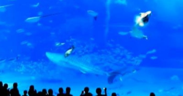 Camera Flash Causes Tuna To Crash Into Aquarium Glass | Klipland.com