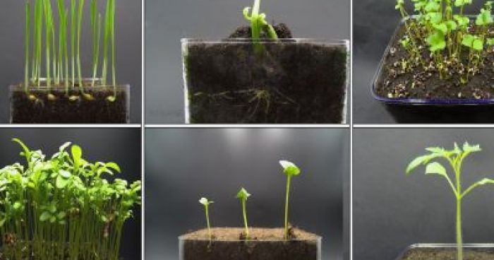 Growing Plants Time Lapse Compilation | Klipland.com