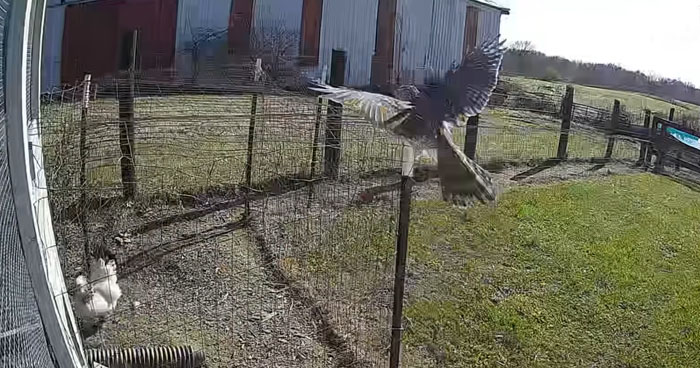 Rooster Battles Hawk And Saves Hen's Life | Klipland.com