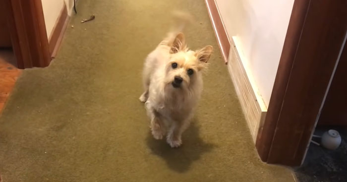 Dog Fakes Injured Leg But Recovers When Owner Wants To Go For A Walk ...