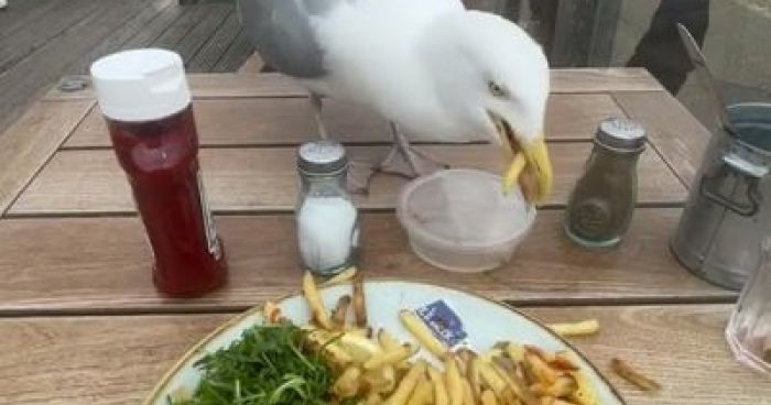 Seagull Snags Fries For Snack | Klipland.com
