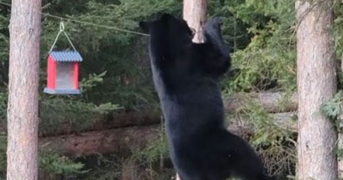 Acrobatic Bear Looks For Birdseed Treat | Klipland.com