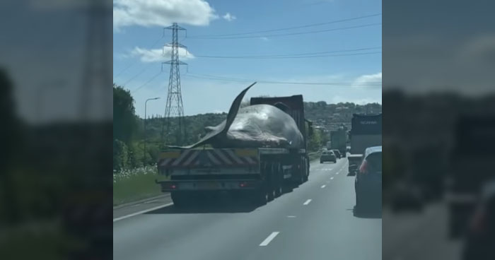 Transporting A Massive Whale Prop On The Highway | Klipland.com