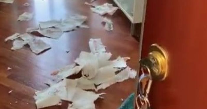 Guilty Dog Tries To Hide | Klipland.com