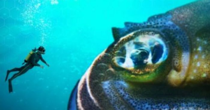 Why Do Deep Sea Creatures Evolve Into Giants Klipland