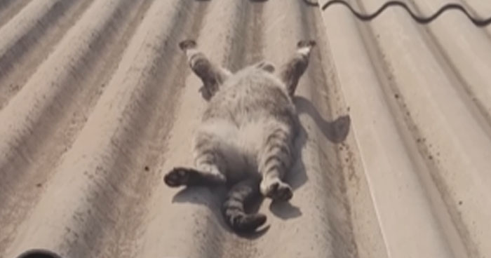 Owner Laughs When Finds Relaxed Kitty Soaking Up The Sun | Klipland.com