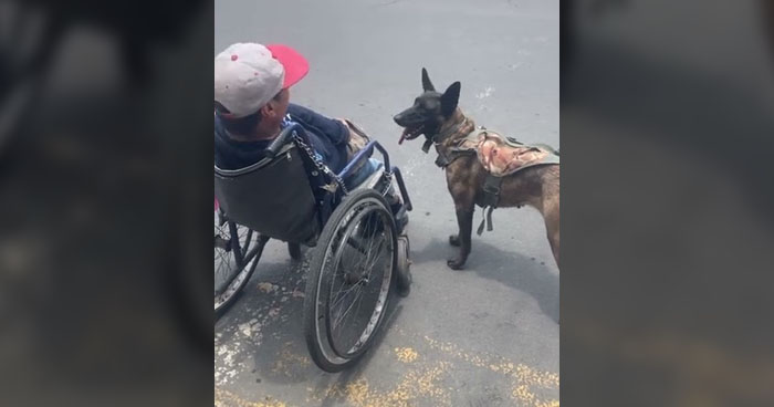 Dog Helps Push Owner In Wheelchair | Klipland.com