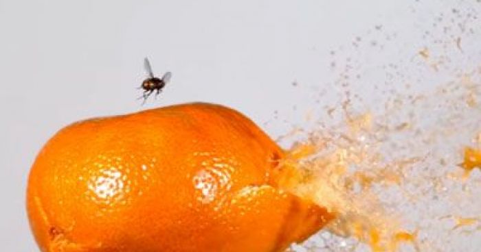 Fly Reaction Time Test | Klipland.com