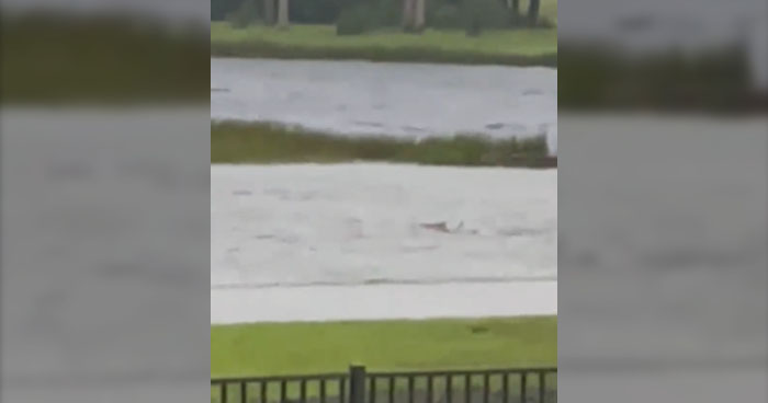 Footage Of A Shark Swimming On Flooded Street In Fort Myers | Klipland.com