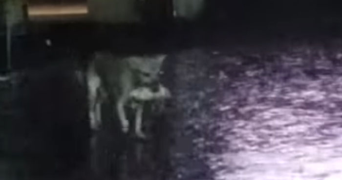 Mamma Dog Protects Puppy During Typhoon | Klipland.com