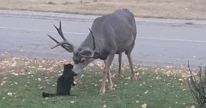 Cat Has No Fear While Messing With Deer | Klipland.com