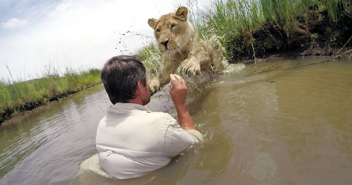 Man Meets A Lioness Who Was Rescued By Him Seven Years Ago | Klipland.com