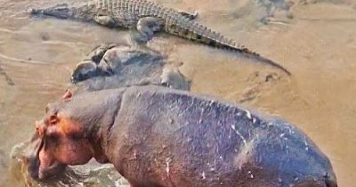 Hippo And Crocodile Walk Side By Side | Klipland.com