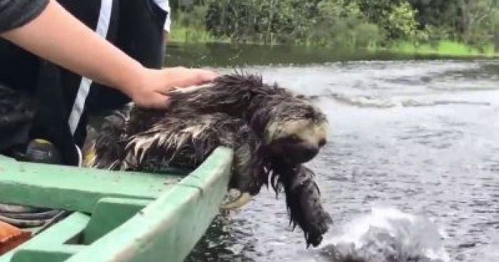 Adorable Sloth Playing With Water While Cruising On A Boat | Klipland.com