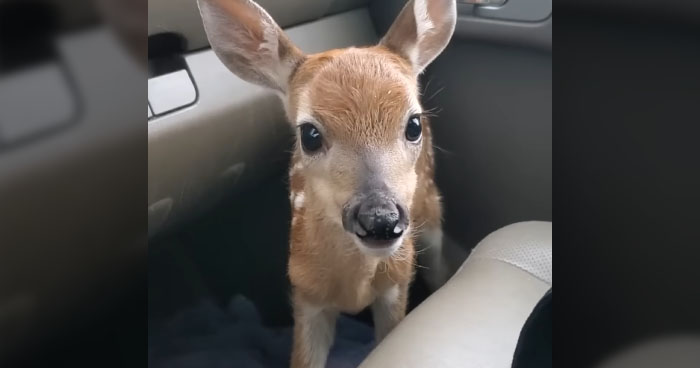 Heartbreaking Video Of Fawn Crying After Being Rescued | Klipland.com