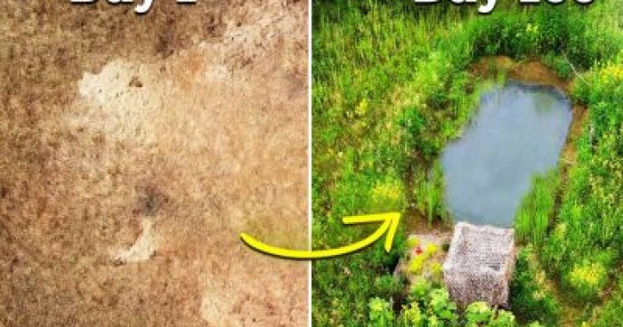 Wildlife Photographer Built A Pond For Animals | Klipland.com