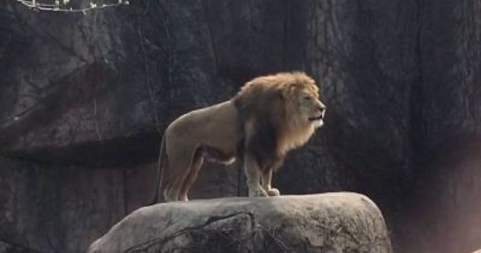 Epic Lion Roar At Lincoln Park Zoo | Klipland.com