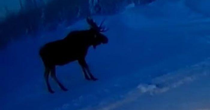 Doorbell Video Shows Moose Shedding Its Antlers | Klipland.com