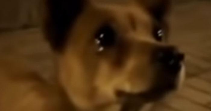 Stray Dog 'Cries With Joy' As Stranger Feeds It | Klipland.com