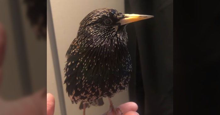 European Starling Shows Its Stunning Talking Skills And Sound Effects ...