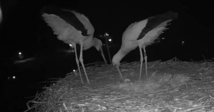 A Couple Of Storks Celebrate For Their First Egg | Klipland.com