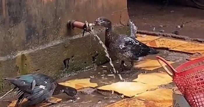 Smart Duck Opens Faucet To Drink Water | Klipland.com