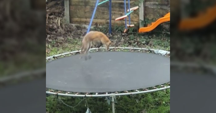 Fox Has A Time Of Its Life While Jumping On The Trampoline | Klipland.com