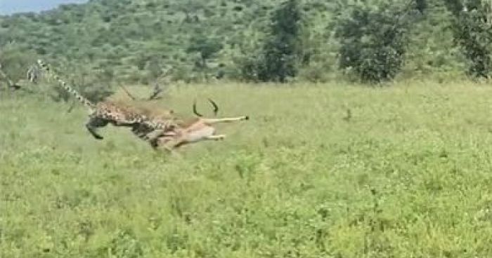 Leopard Kill Sighting At Kruger National Park | Klipland.com