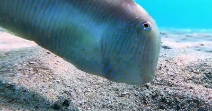 Cute Fish Plays In The Ocean Sand | Klipland.com