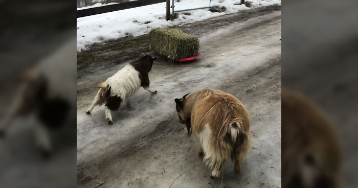 Oreo The Goat Slides Down Driveway | Klipland.com