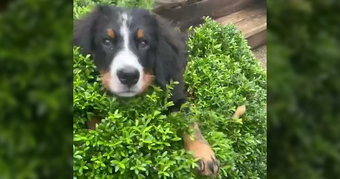 Puppy Is Obsessed With Bushes, Dives Into Head First | Klipland.com