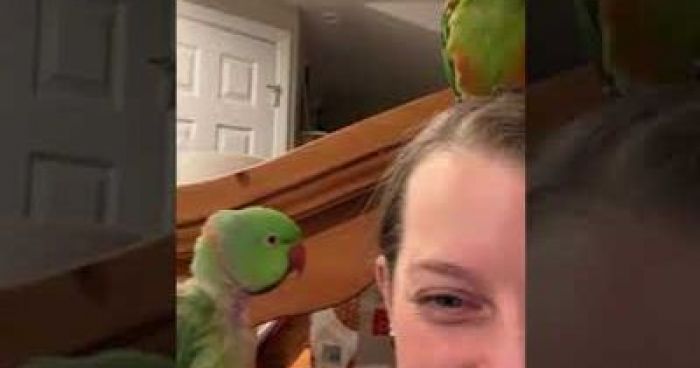 Parrot Wants To Be An Opera Singer | Klipland.com