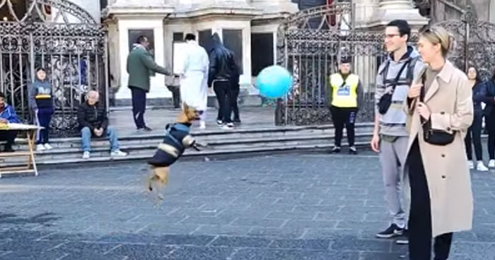 Playful Dog Bumping Around A Balloon | Klipland.com