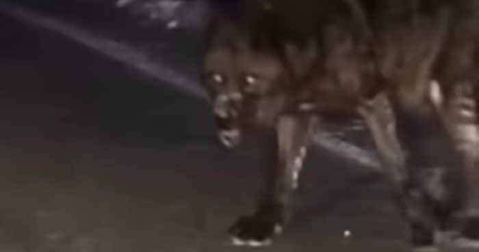 Driver Captures A Footage Of Alpha Male Wolf Crossing A Road | Klipland.com